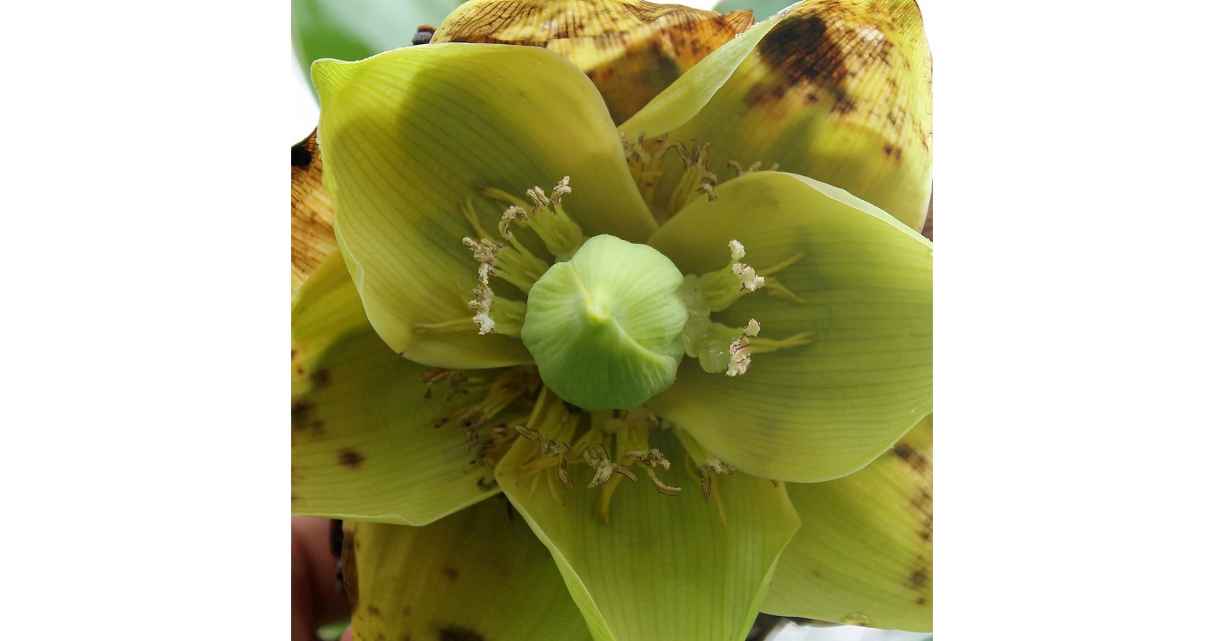 Bemba banán (Ensete Homblei)