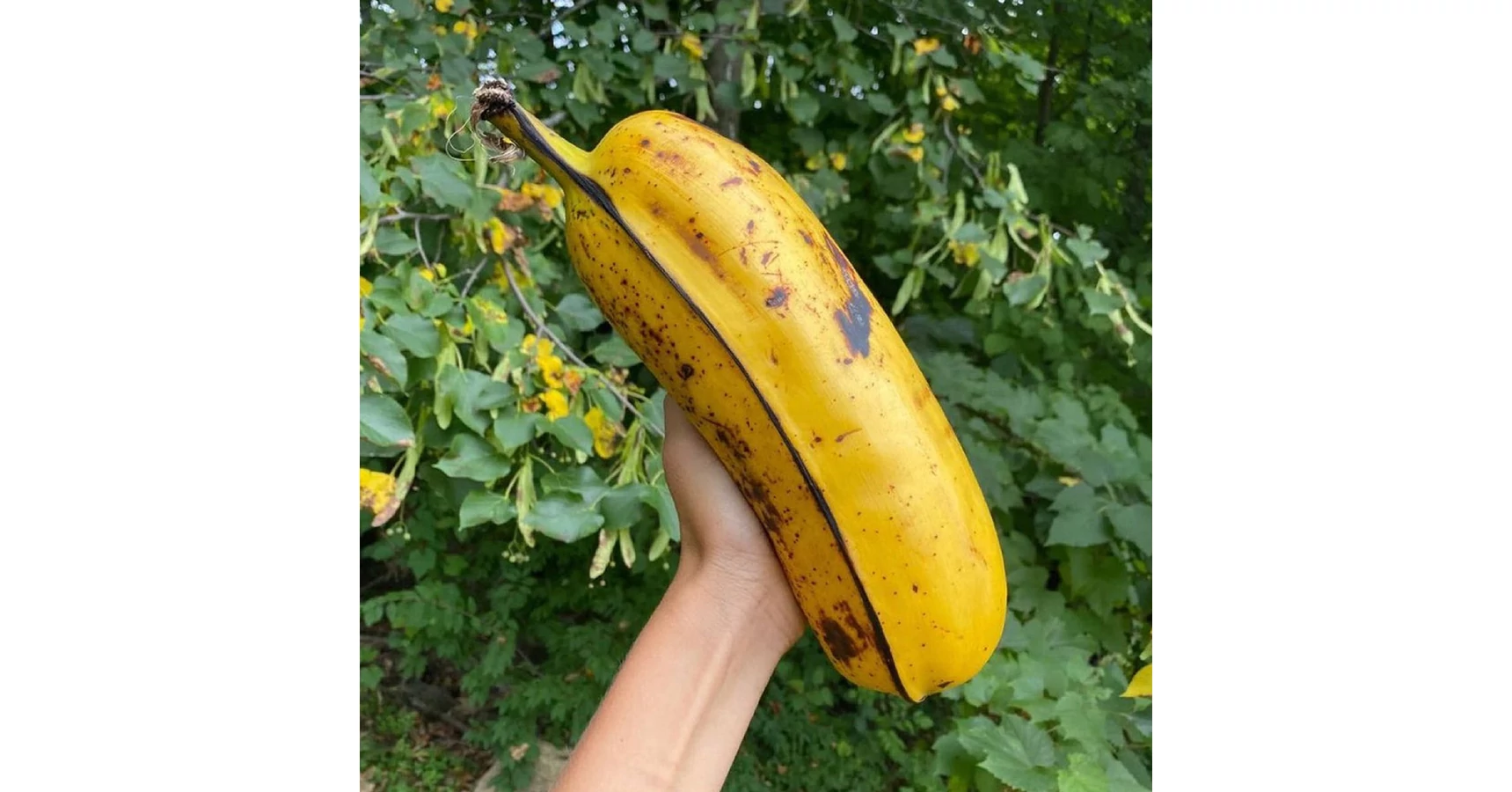 Hawaii óriástermésű banán (Musa ’Hua moa’)