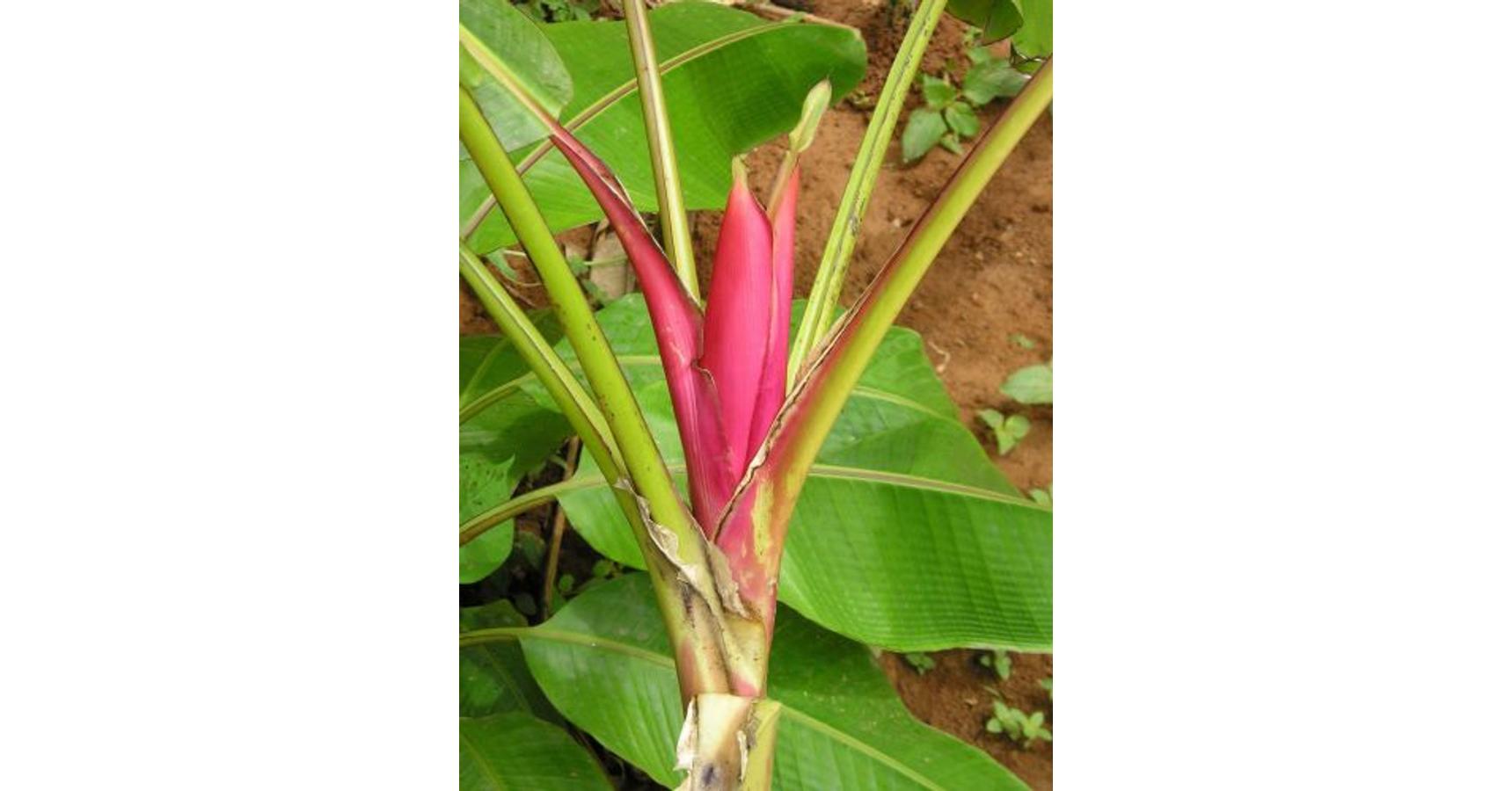 Tianzi banán (Musa rubinea)