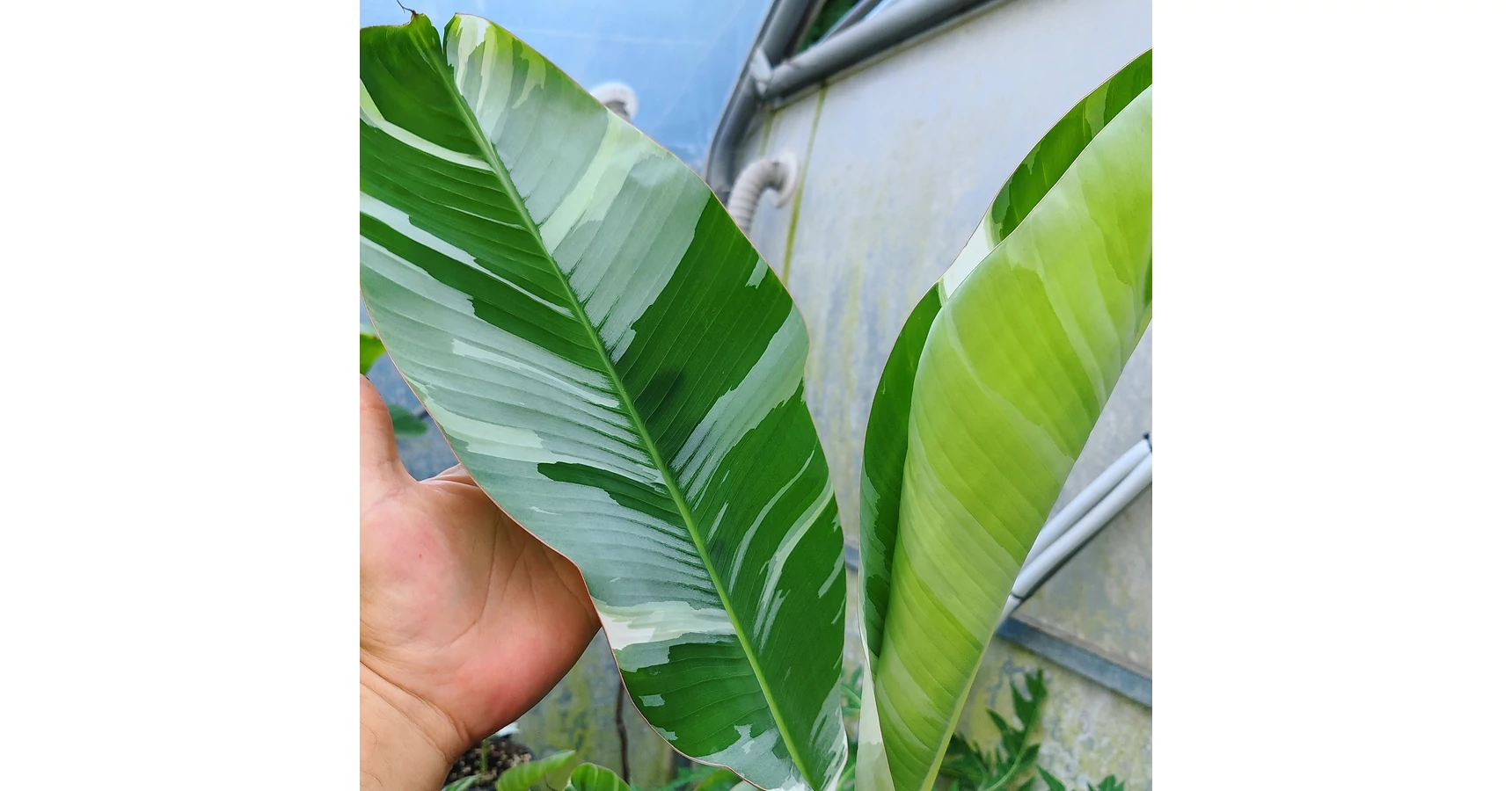 Tarka Florida banán (Musa ’Florida Variegata’)