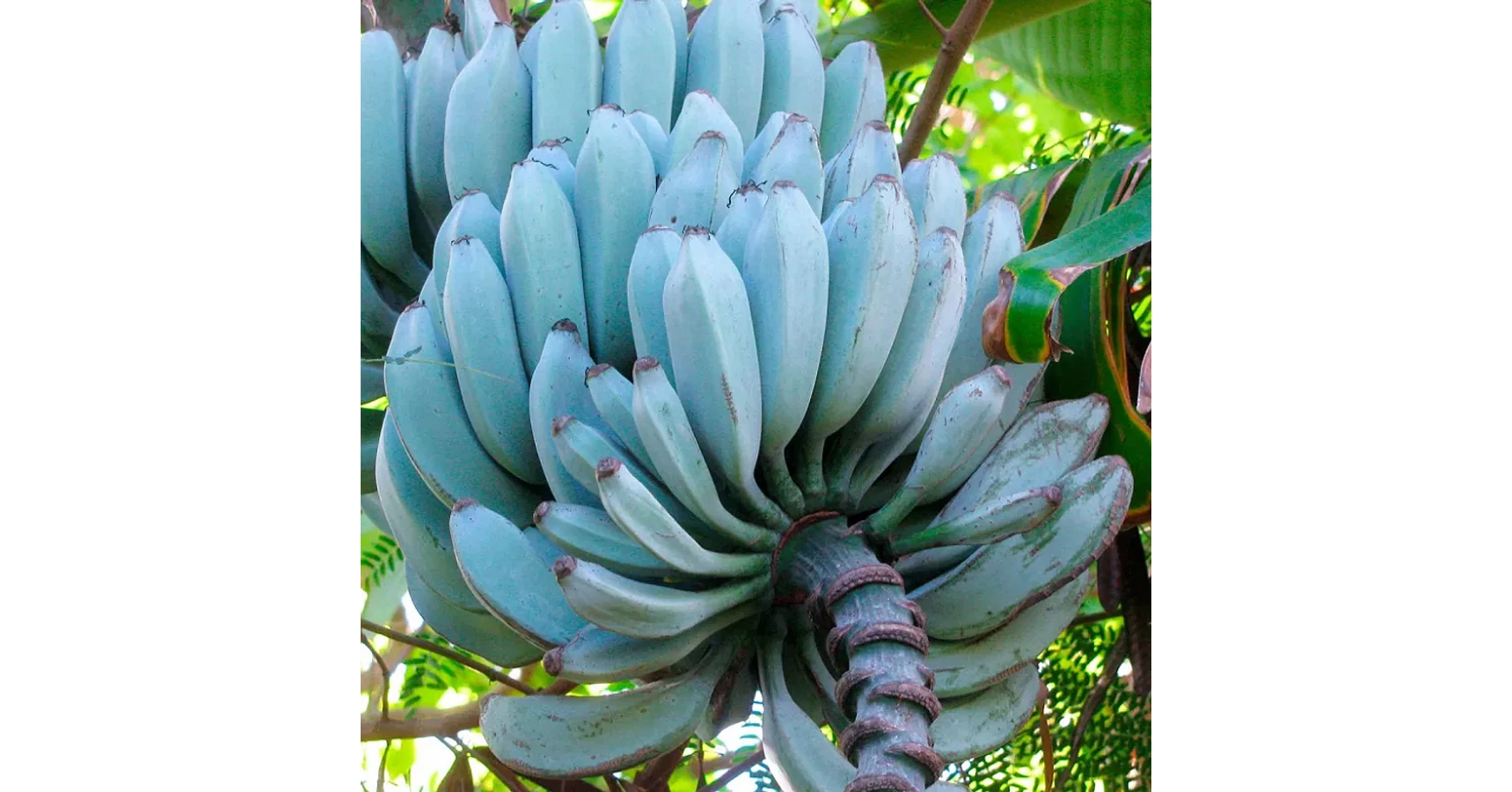Vaníliafagylalt ízű jávai kék banán (Musa ’Blue Java’)