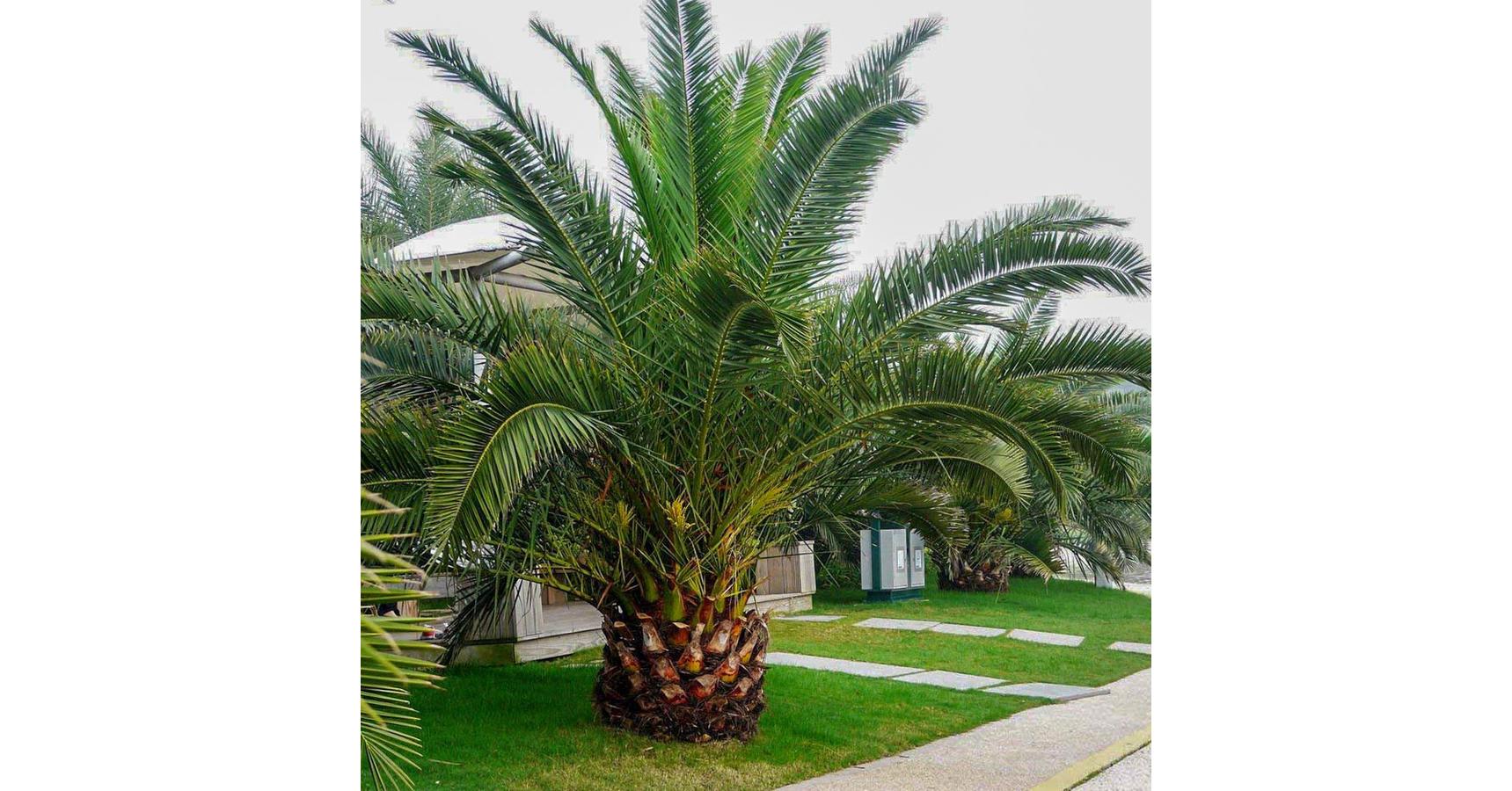Kanári datolyapálma (Phoenix canariensis)