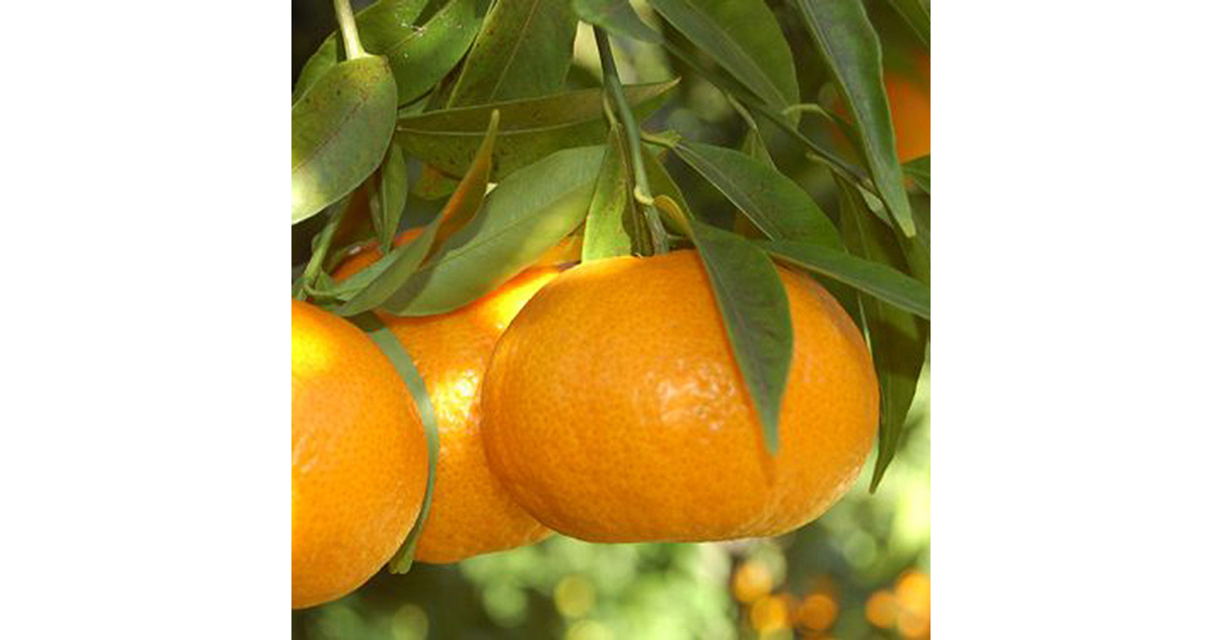 Mandarin (Citrus reticulata 'Tardivo di ciaculli')