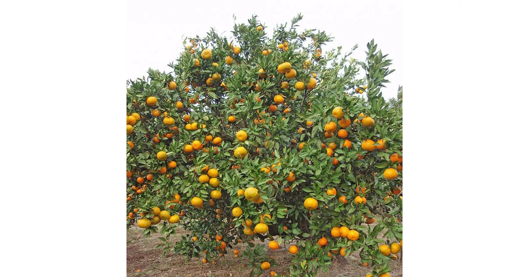 Satsuma japán mandarin (Citrus unshiu)