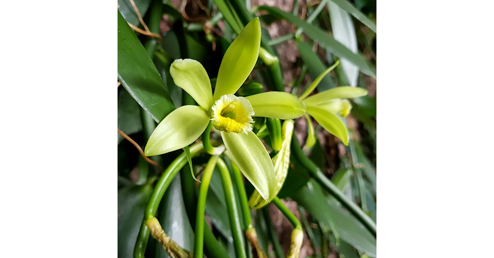 Vanília (Vanilla planifolia)