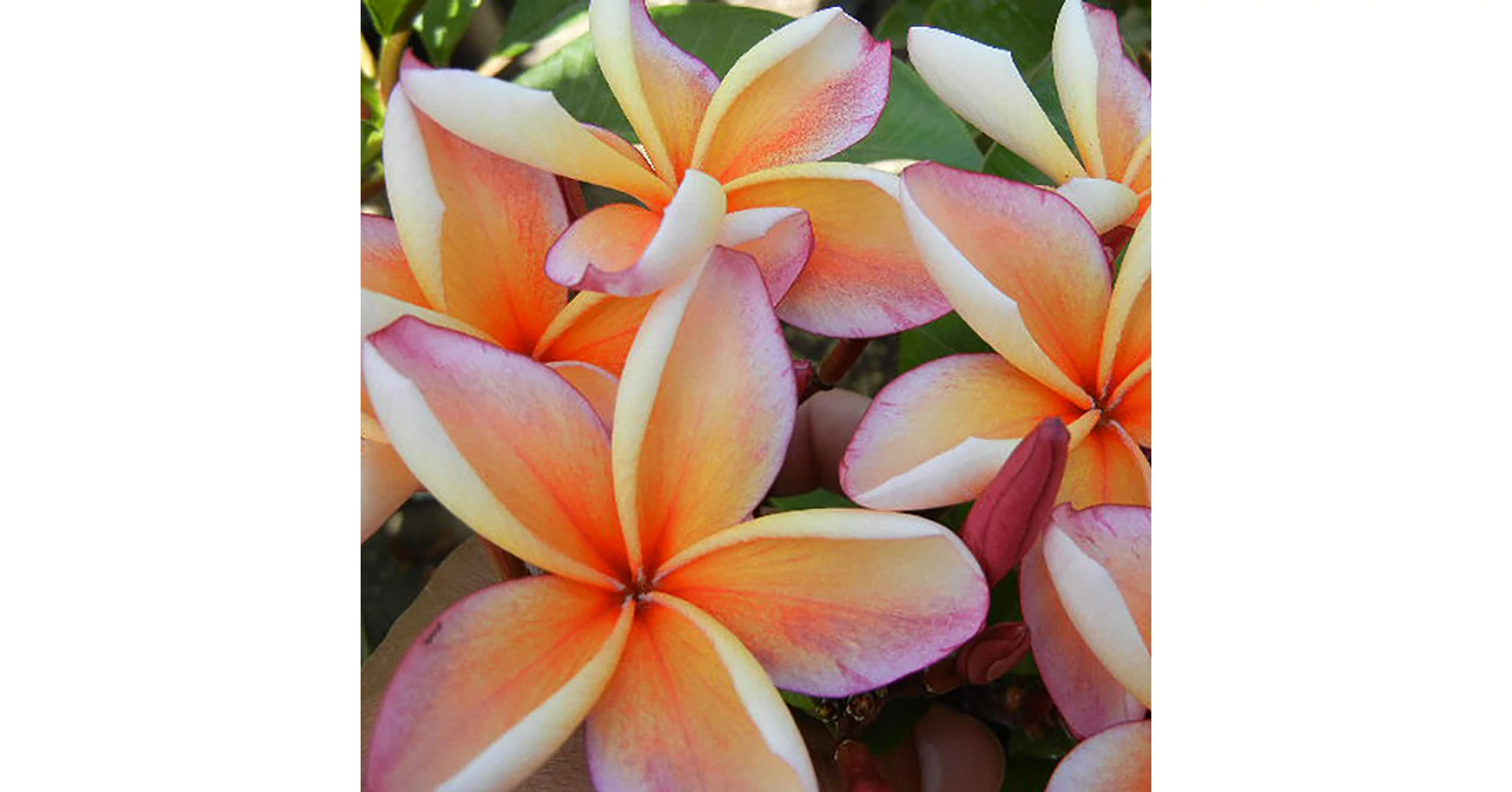 Plumeria rubra ’California Sunset’