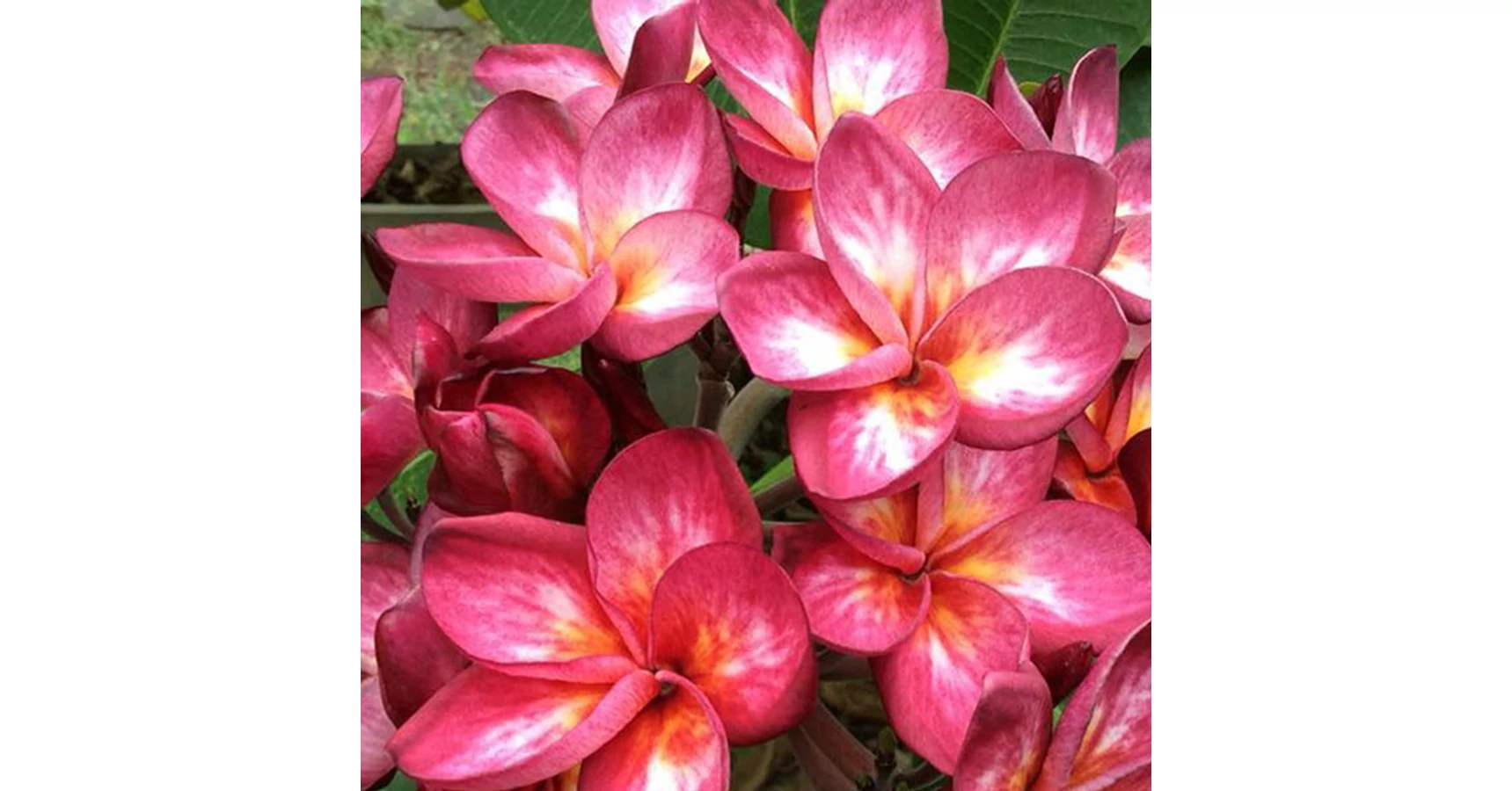 Plumeria rubra ’Red Manic’
