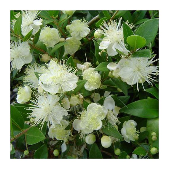 Aprólevelű valódi mirtusz (Myrtus communis Microphylla)