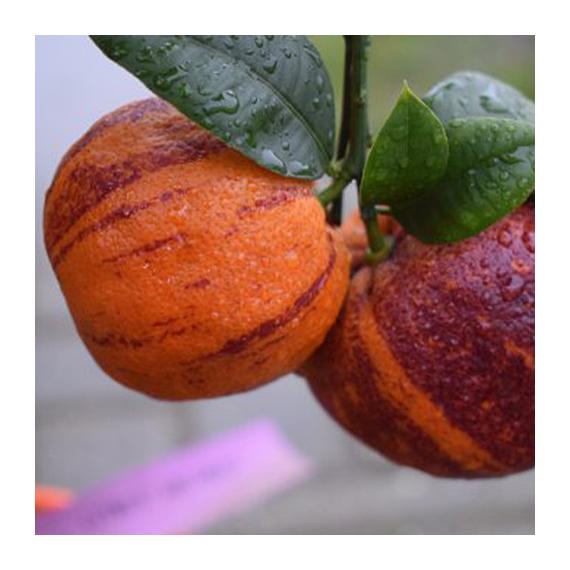 Szivárvány narancs, Citrus Arcobal (Citrus Meyeri X Citrus Sinesis ...