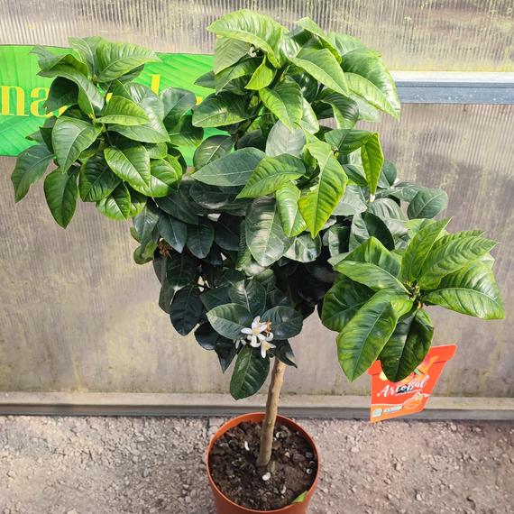 Szivárvány narancs, Citrus Arcobal (Citrus Meyeri X Citrus Sinesis ...