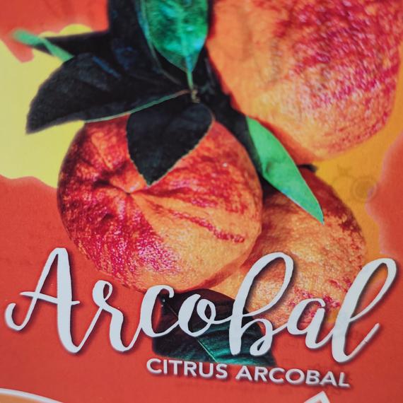 Szivárvány narancs, Citrus Arcobal (Citrus Meyeri X Citrus Sinesis ...