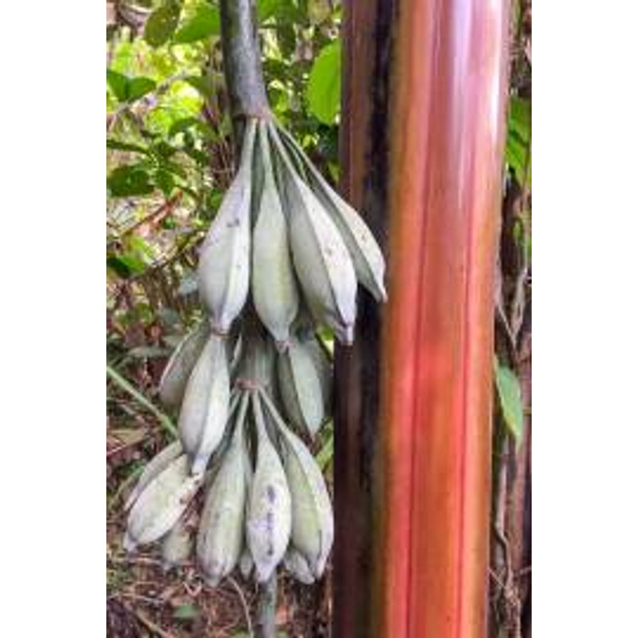 Häkkinen banánja (Musa nagensium var. hongii)