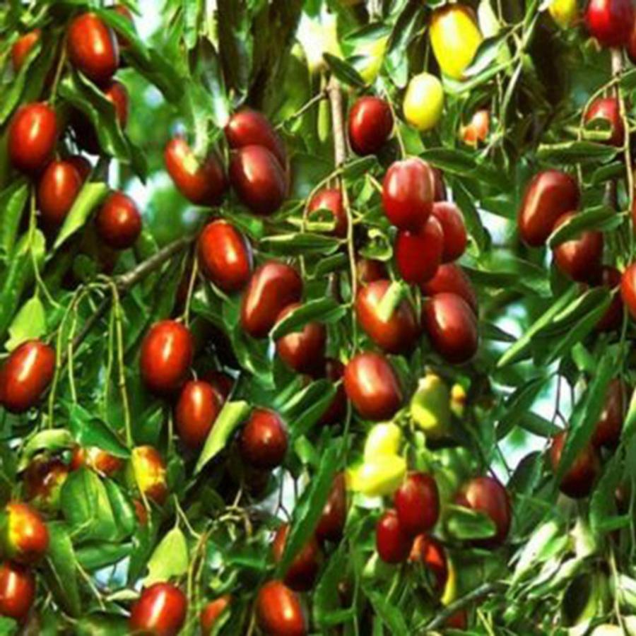 Kínai datolya, Jujube, Gumicukorfa (Ziziphus jujuba ’Xuan Cheng Jian’)