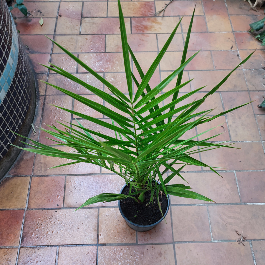 Kanári datolyapálma (Phoenix canariensis)