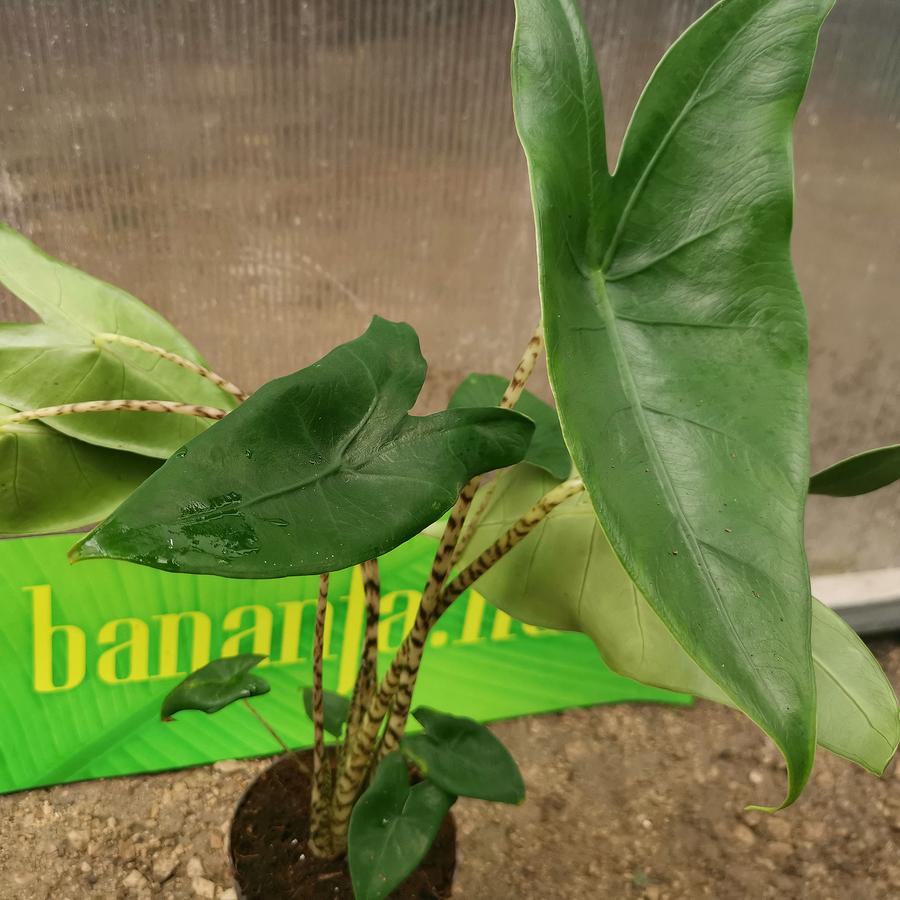 Zebra elefántfül (Alocasia zebrina)