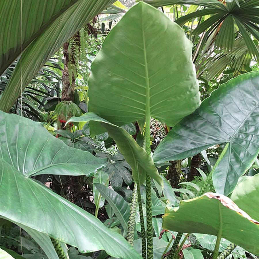 Zebra elefántfül (Alocasia zebrina)